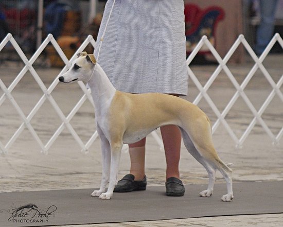 Westbury Kennel Association, Inc. (Nassau DTC) – Domingo 30/09/12 – Whippet Ukelele´s Kennel