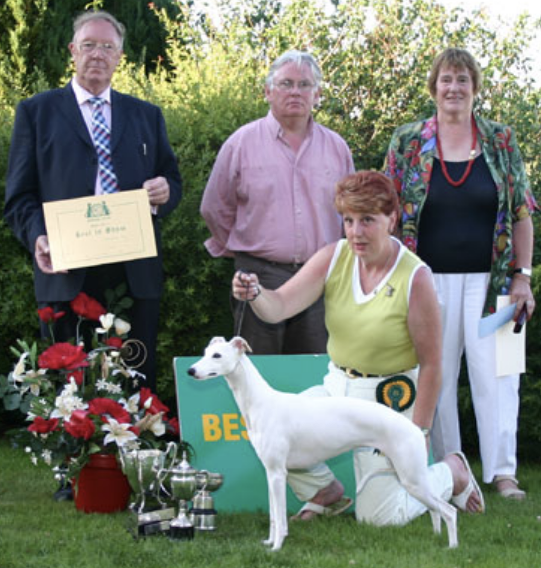 20 años de Whippets en Crufts – Whippet Ukelele´s Kennel