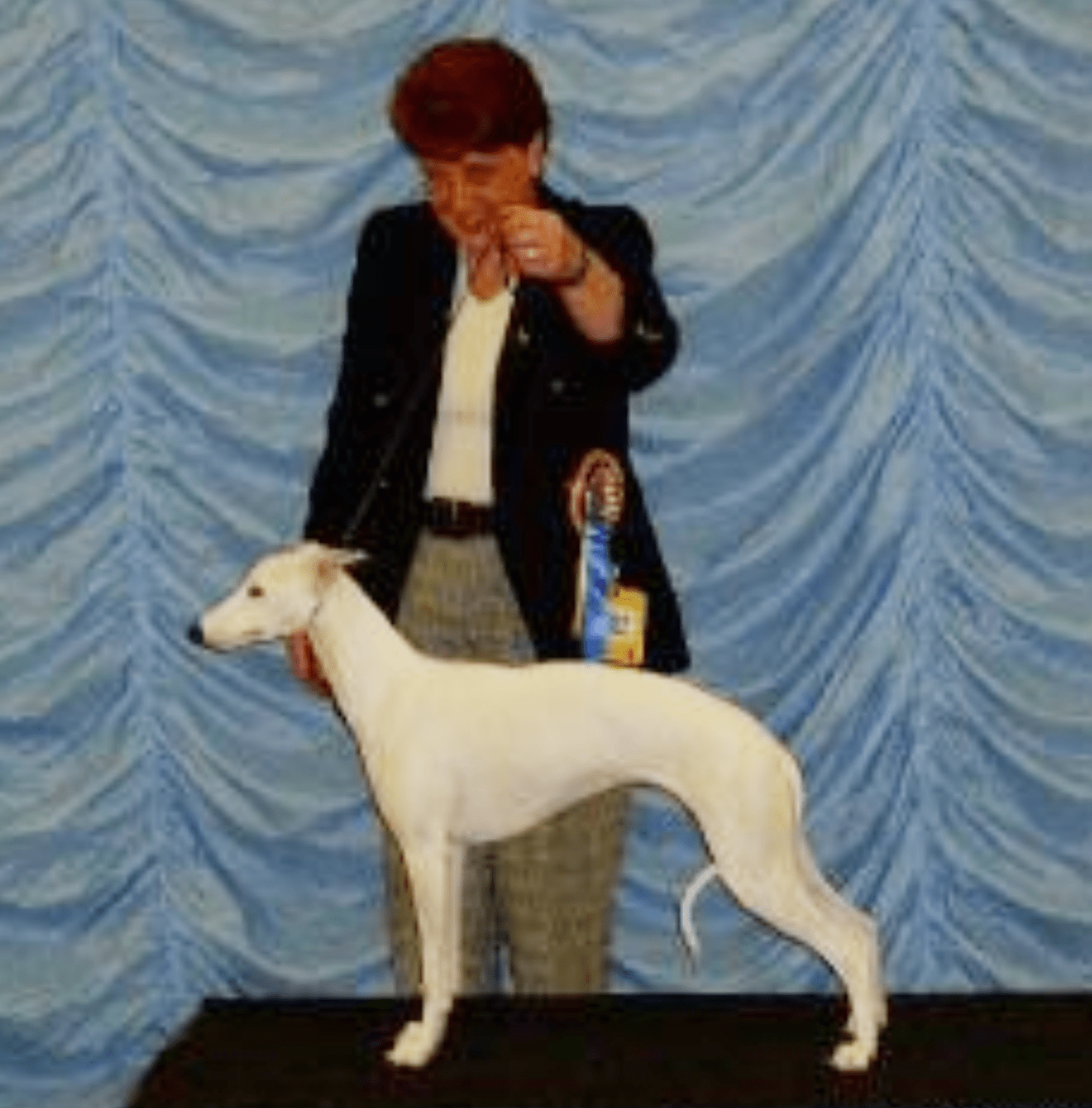 20 años de Whippets en Crufts – Whippet Ukelele´s Kennel